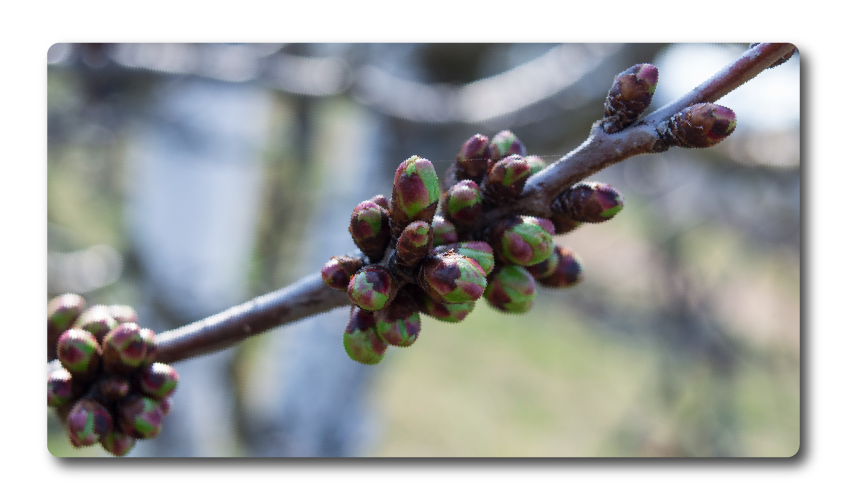 Invierna: Sincronizador de la brotación y floración | Kimitec