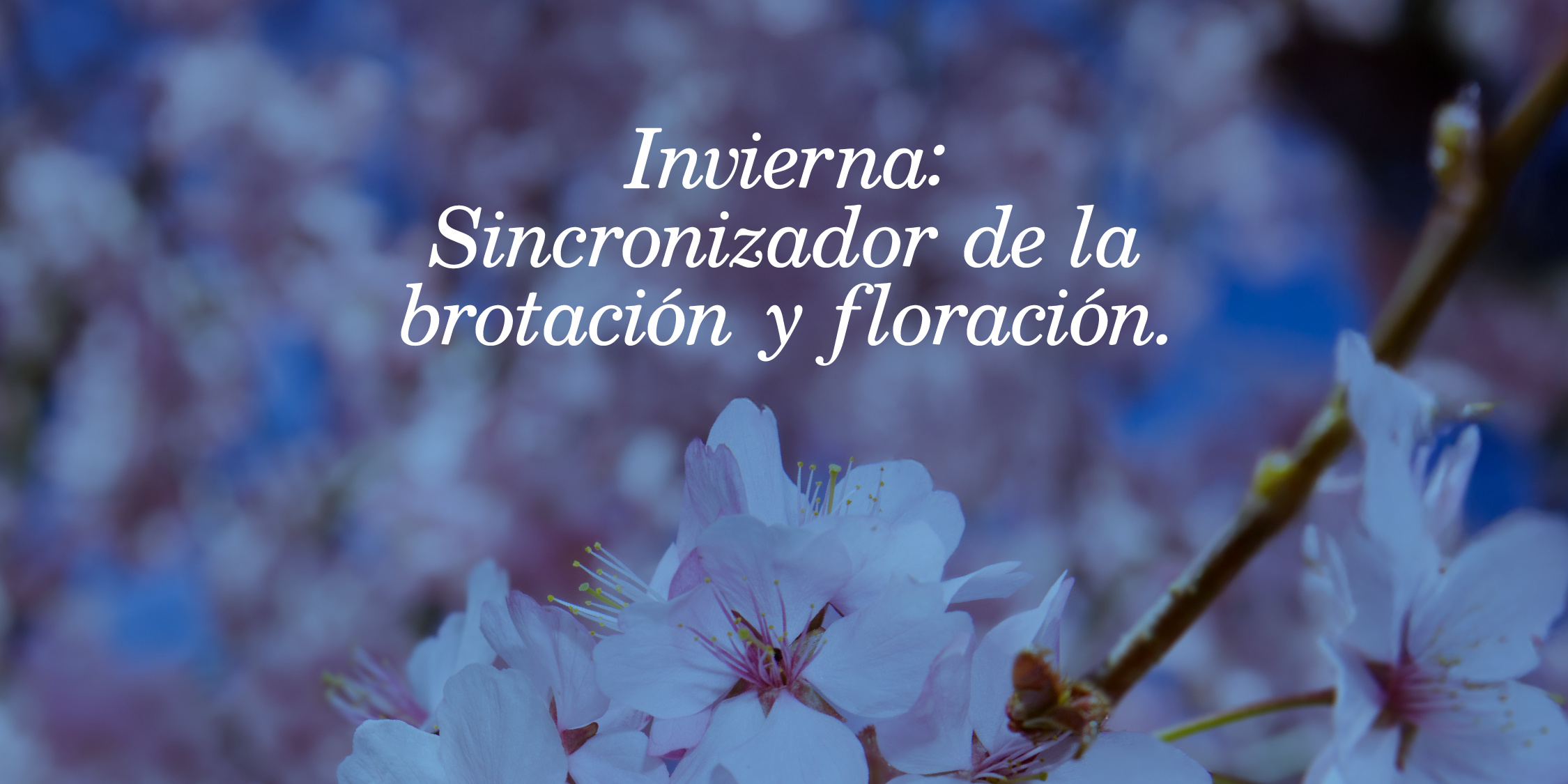 Invierna: Sincronizador de la brotación y floración | Kimitec